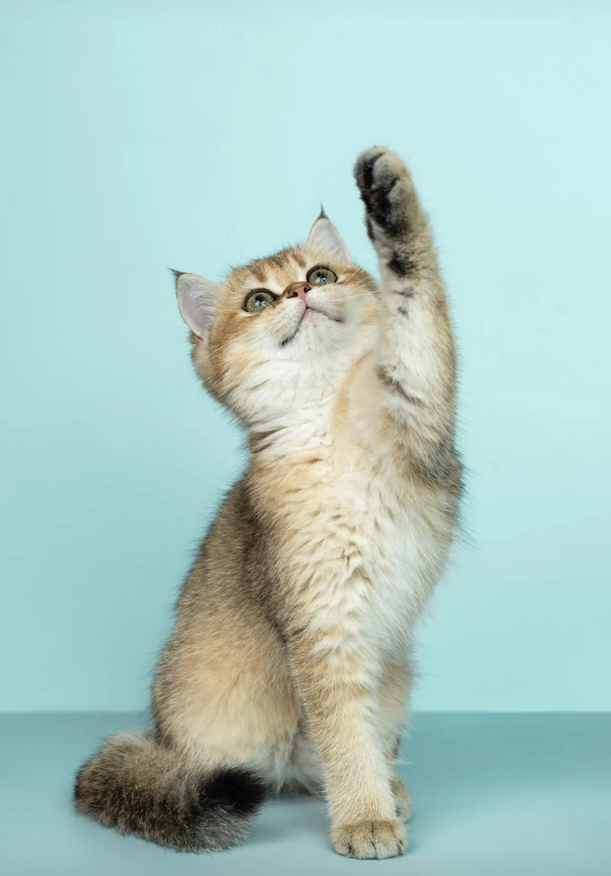 Macja: Një enigmë shumëshekullore – kafsha më misterioze - KosovaNews